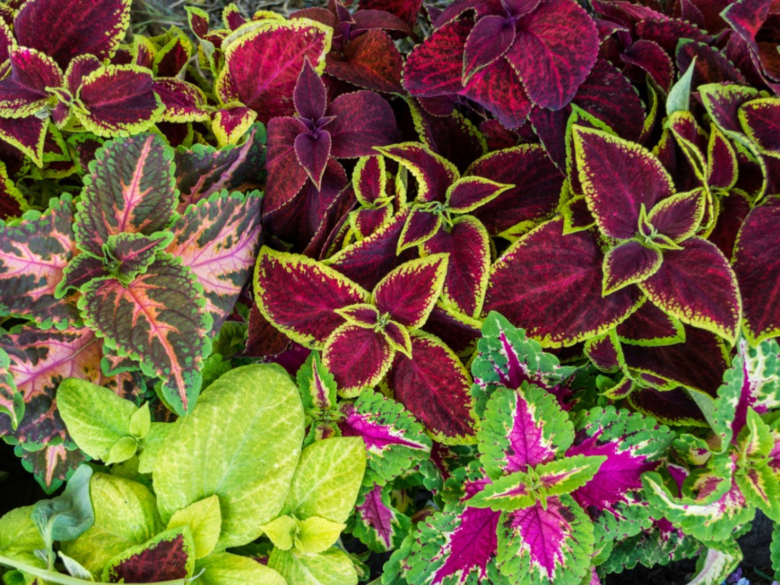 Top 8 Outdoor plants for landscaping in your garden