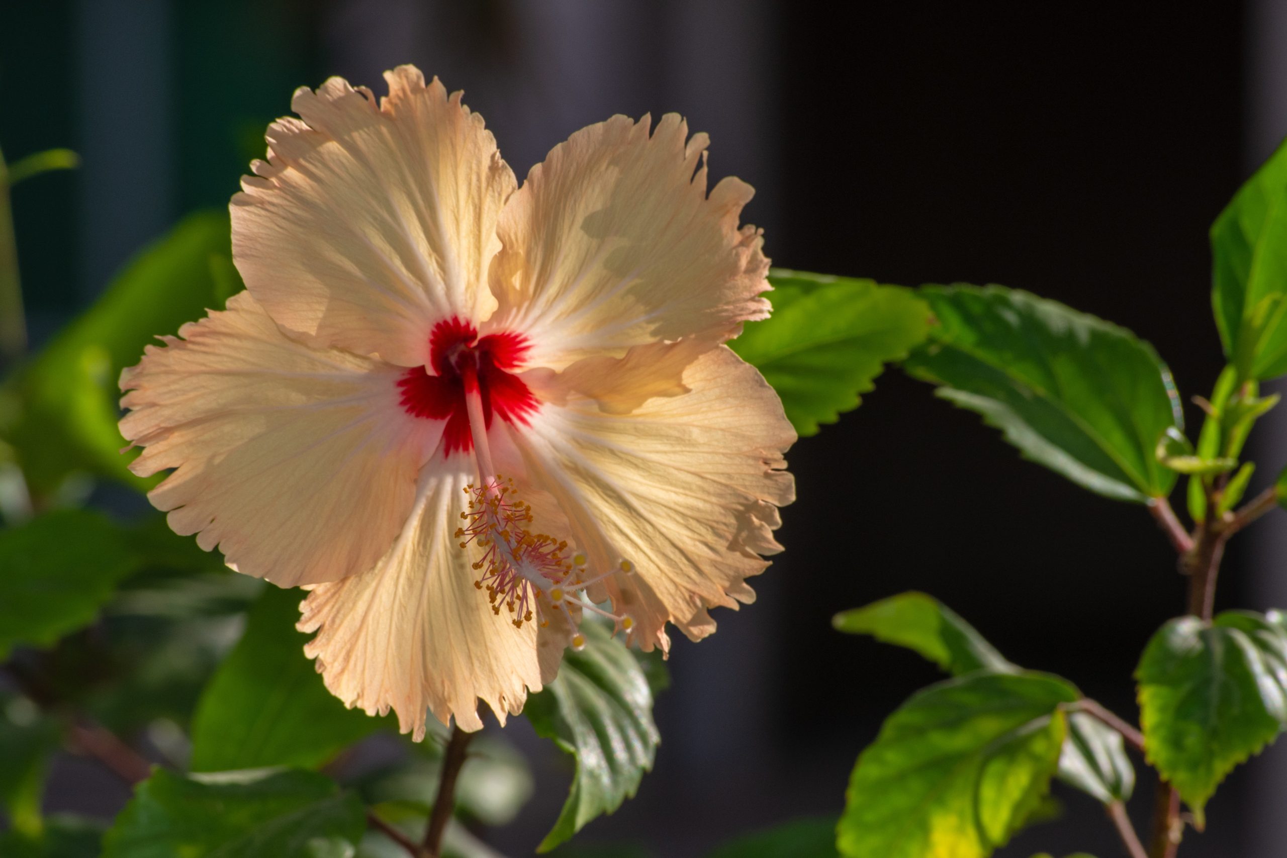 jeff-kingma-iDe_GKEBzUU-unsplash - Lifethrumyeyes